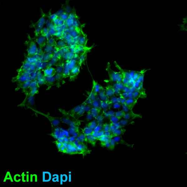 HEK293 FUS Knockout Human Cell Line | SCC292